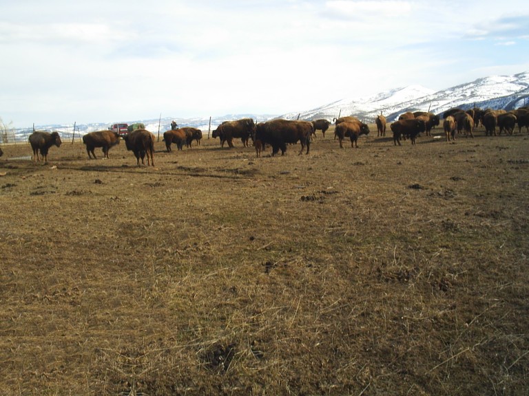 Idaho Buffalo Hunts |Hi Mountain Bison & Buffalo Hunts